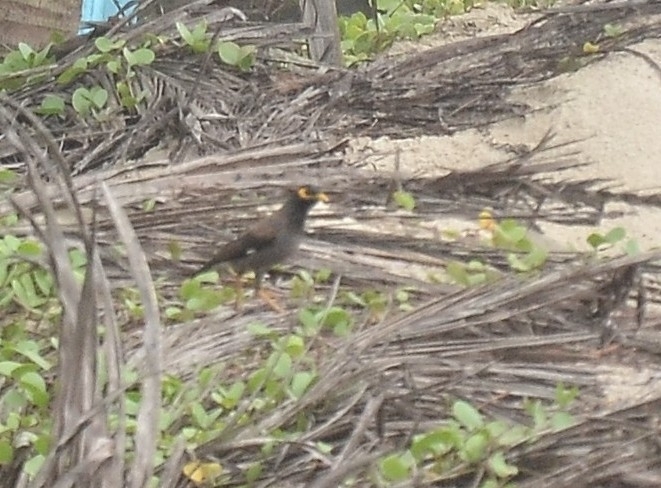 Common Myna from Andhakaranazhy, Thuravoor Thekku, on July 26, 2023 at ...
