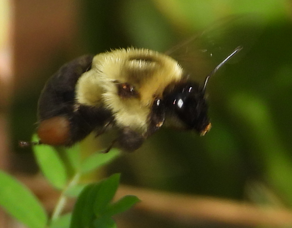Common Eastern Bumble Bee from Athens County, US-OH, US on August 6 ...