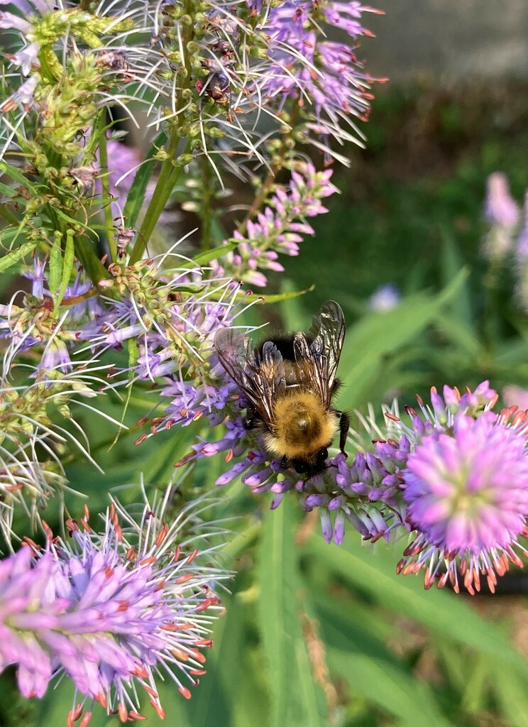 Perplexing Bumble Bee from Douglasdale, Calgary, AB T2Z, Canada on ...