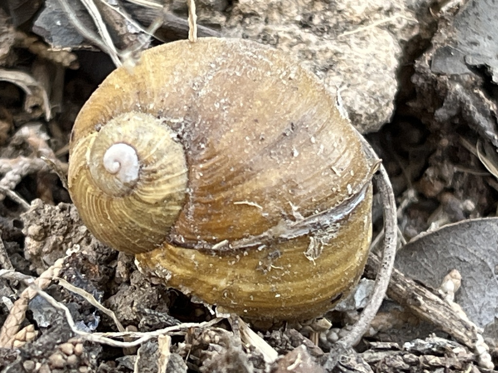 Green Garden Snail from Attica, Attica, GR on August 6, 2023 at 05:42 ...