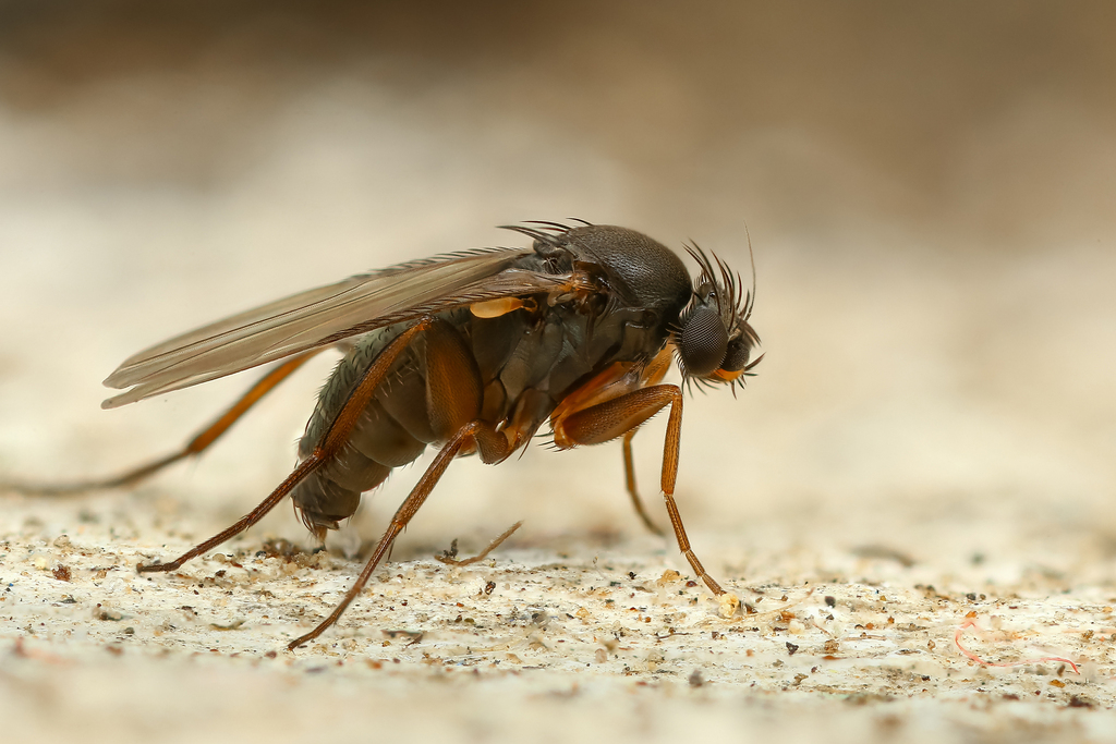 Humpbacked Flies from Гродно, Беларусь on January 5, 2020 at 04:06 PM ...