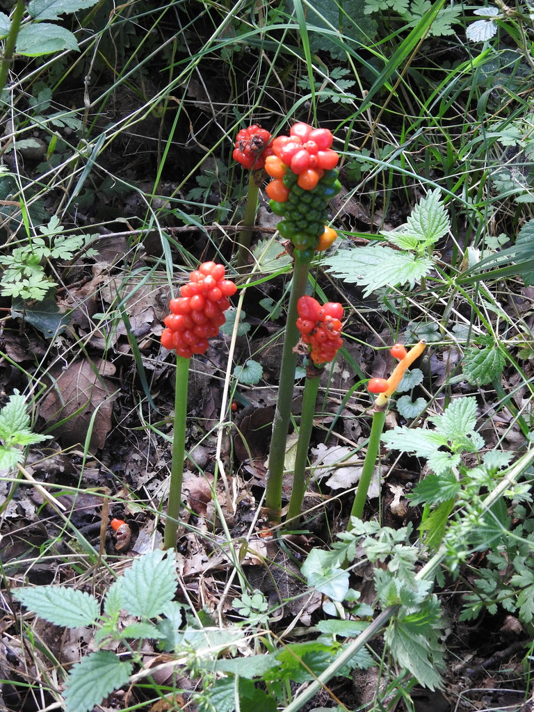 Cuckoo-pint from Norfolk, UK on August 6, 2023 at 03:09 PM by ...