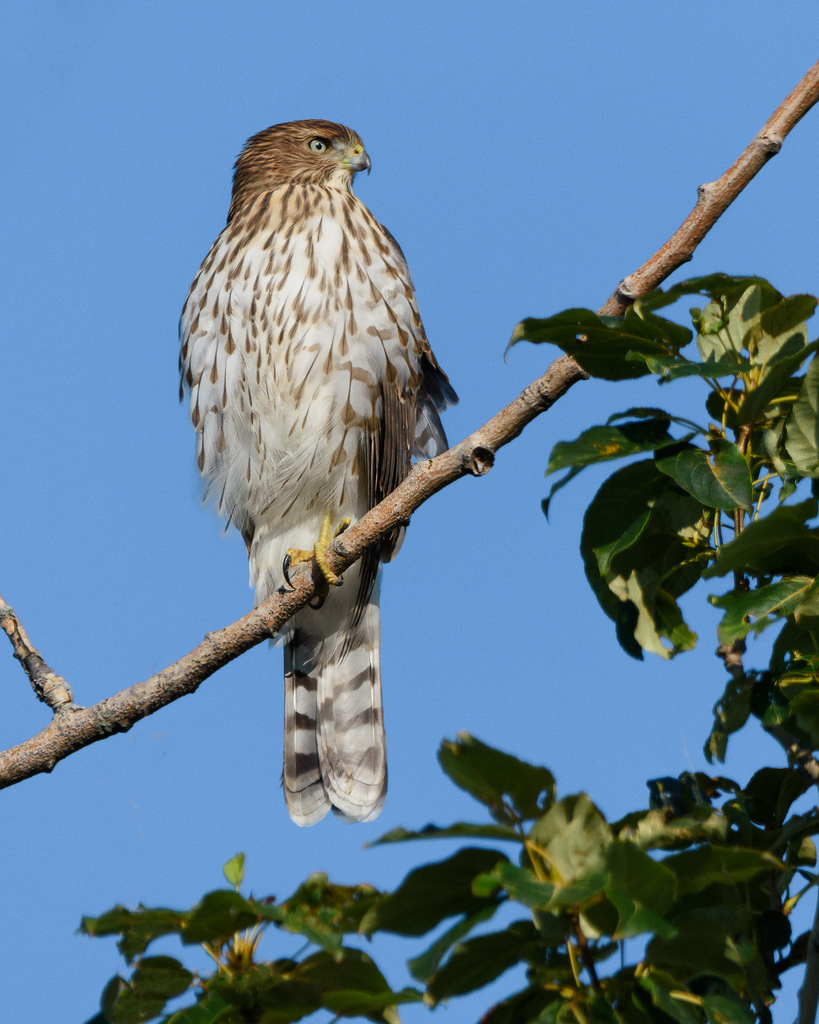 Cooper's Hawk from Whitby, ON, Canada on August 6, 2023 at 08:06 AM by ...