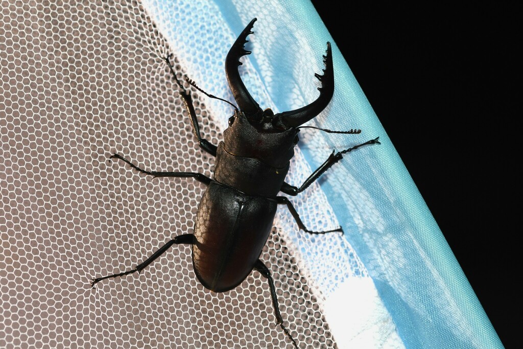 Japanese Stag Beetle from Anheung-myeon, Hoengseong-gun, Gangwon-do ...