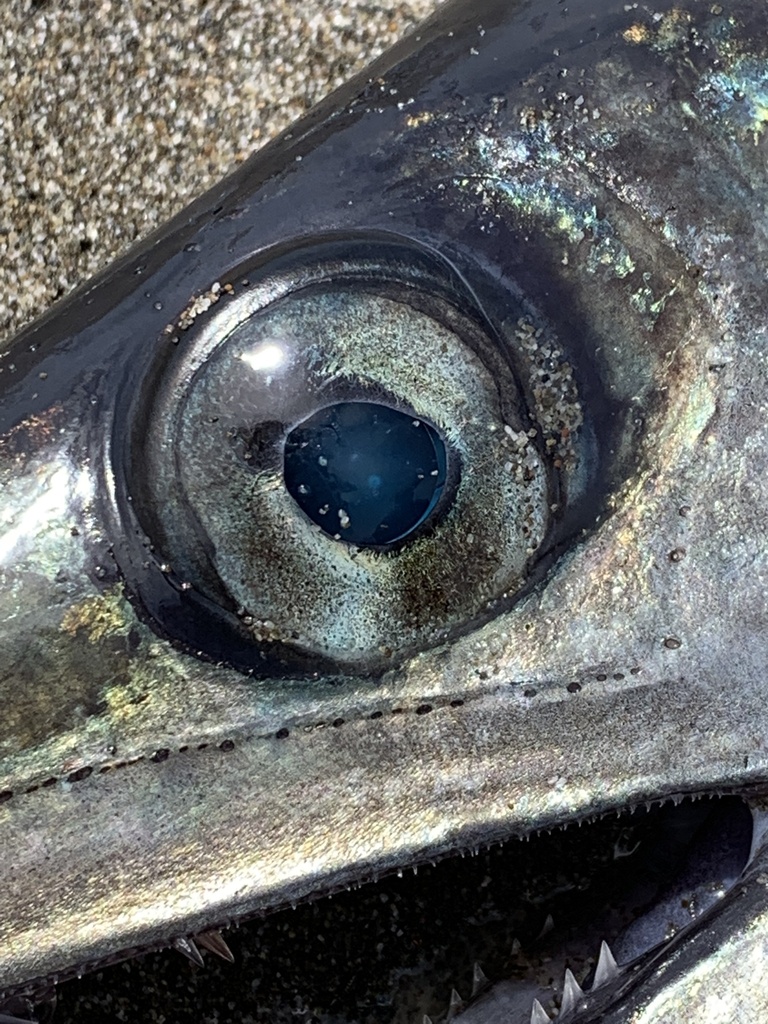 Lancetfishes (Alepisauridae) - Marine Life Identification