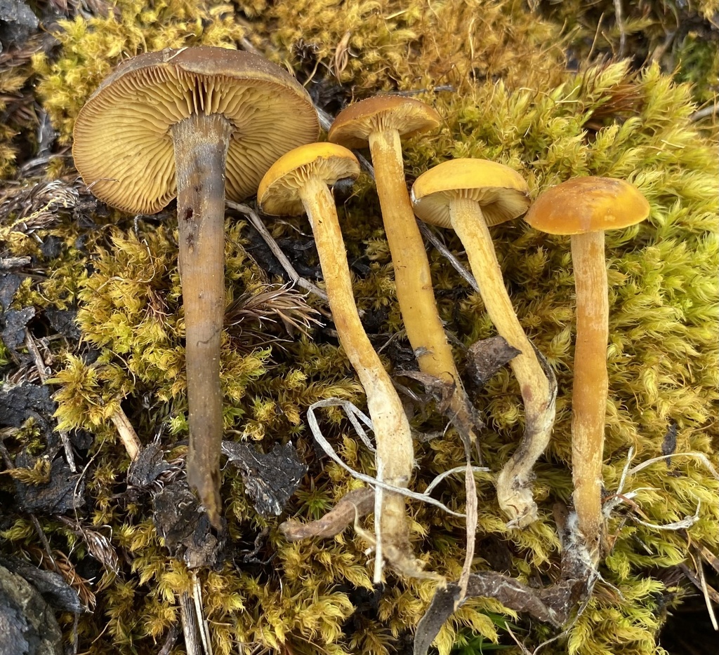 Calocybe naucoria from Boise National Forest, Cascade, ID, US on August ...