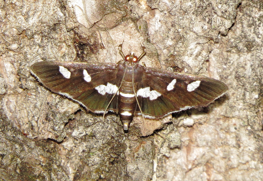 Grape Leaffolder and Leafroller Moths from Oxley Nature Center, Tulsa ...
