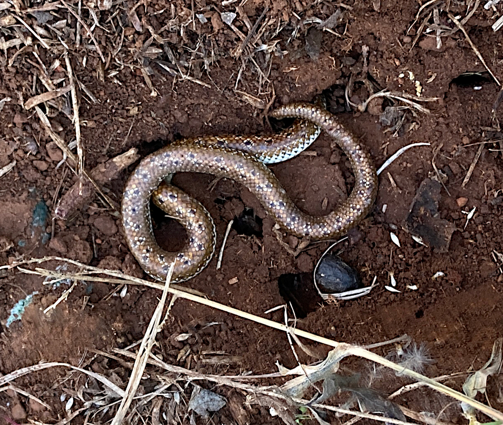 Lineolate Shovel-snout from Lekwena Wildlife Estate, Potchefstroom ...