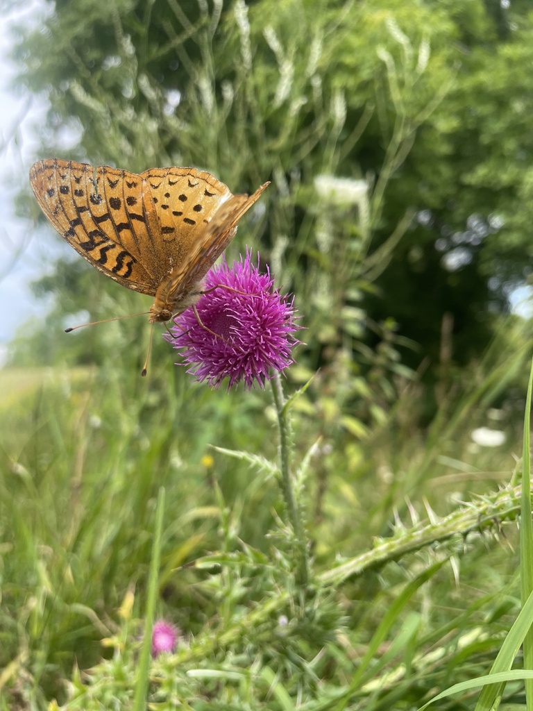 Great Spangled Fritillary from West Grey, ON, CA on August 6, 2023 at ...