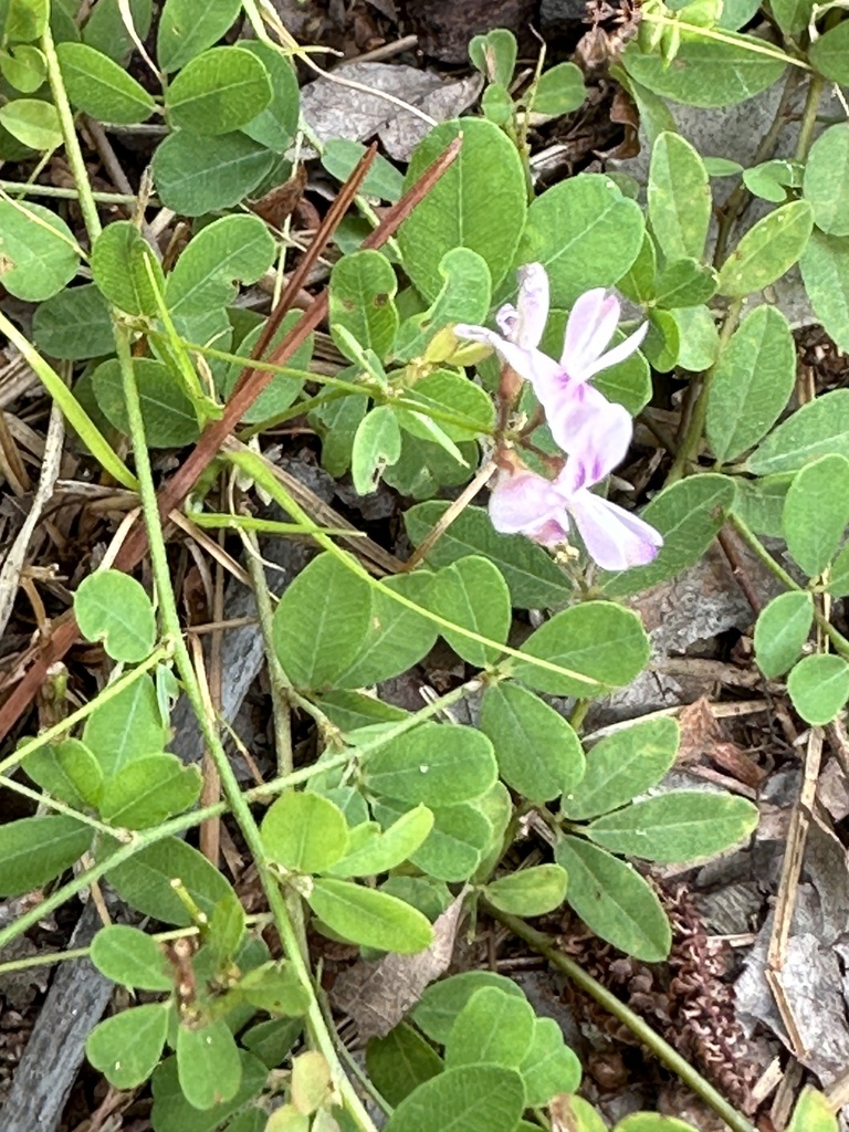 bush clovers and lespedezas from Warsaw, VA, US on August 6, 2023 at 11 ...