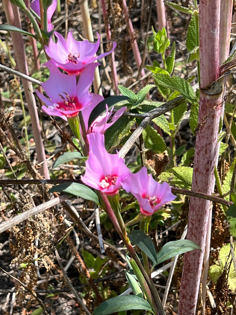 ruby chalice clarkia from Pescadero on August 5, 2023 at 11:50 AM by ...