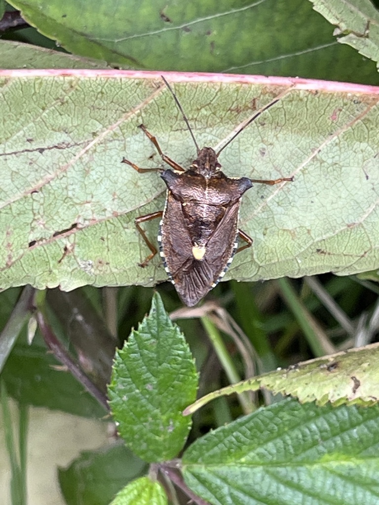 Forest Bug from Palace Road, London, England, GB on August 6, 2023 at ...