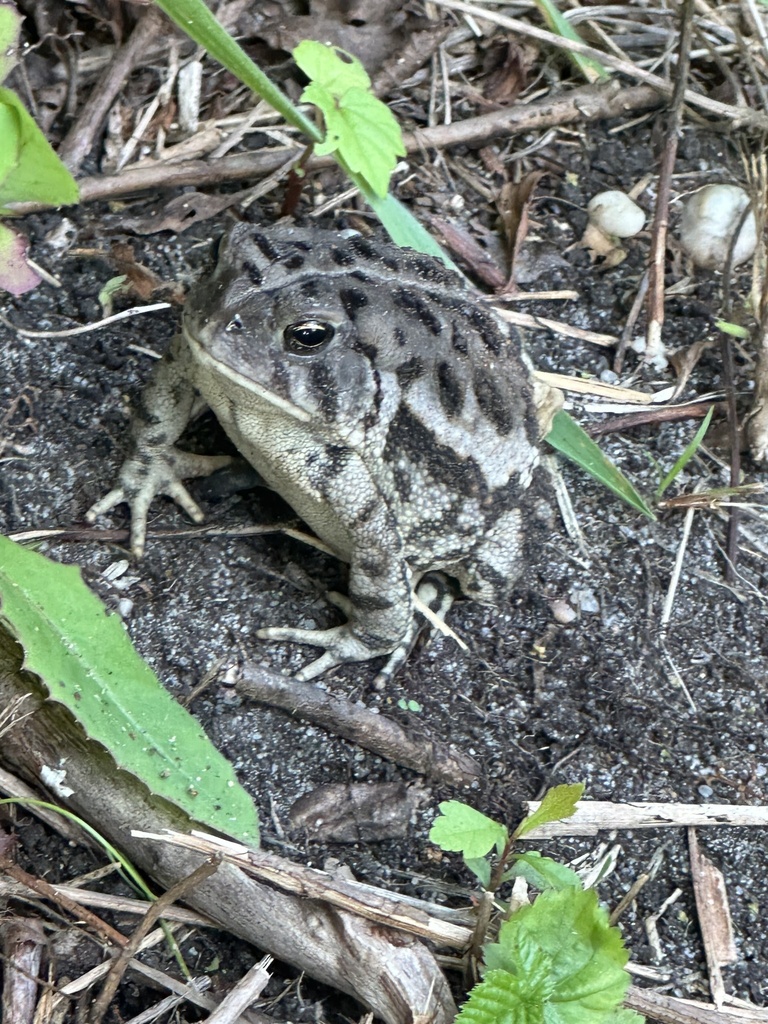 Fowler's Toad from Cape May Point State Park, Cape May, NJ, US on ...
