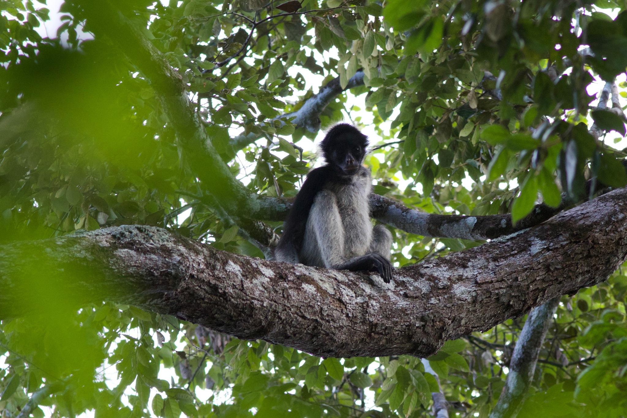 Ateles belzebuth É.Geoffroy Saint-Hilaire, 1806