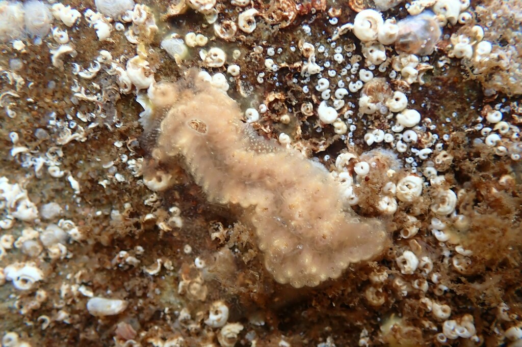 ladder ascidian from North Ayrshire Council, UK on July 20, 2023 at 10: ...