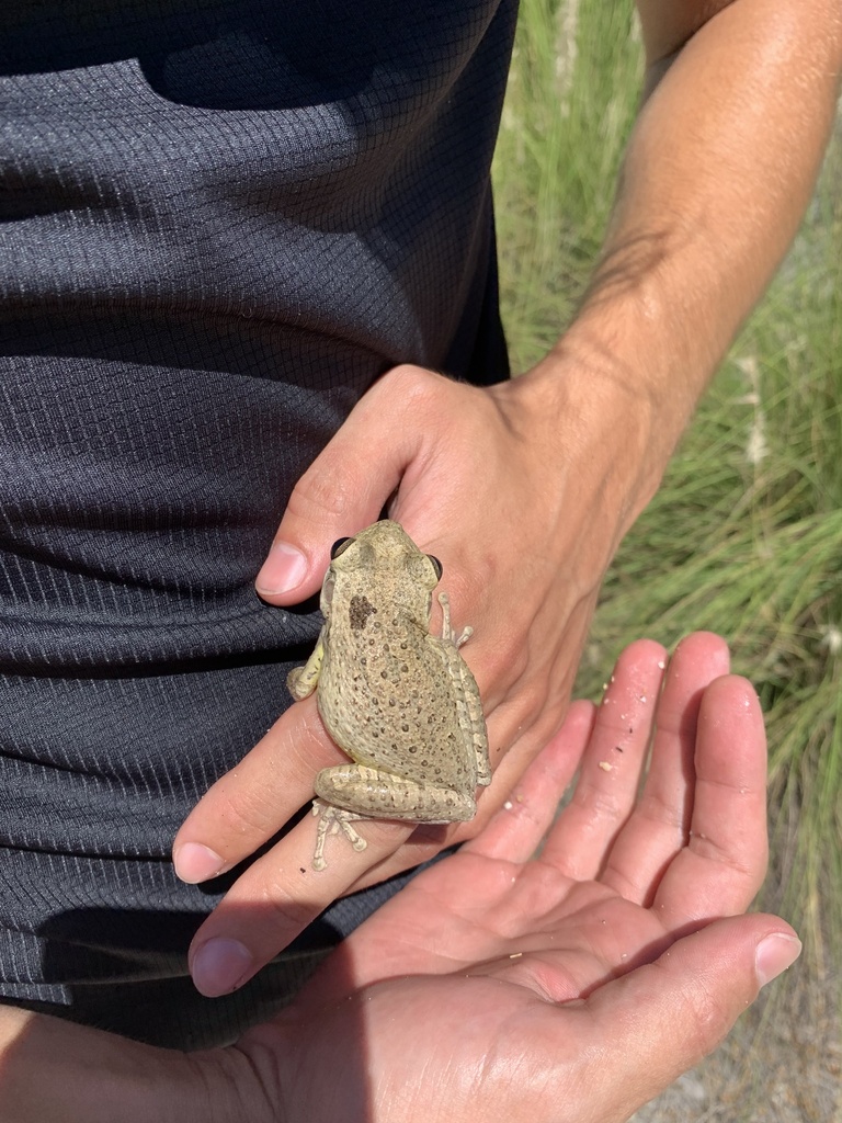 Cuban Tree Frog from Pelican Sound Golf & River Club, Estero, FL, US on ...