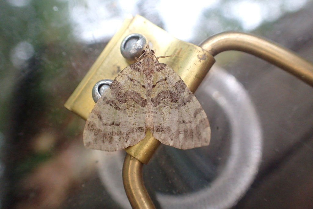 July Highflyer Moth from Halmstad, Sverige on August 4, 2023 at 08:59 ...
