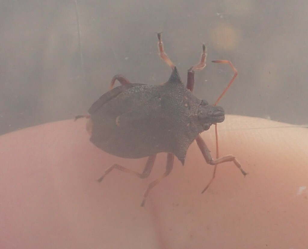 Spiny Shield Bug from Halmstad, Sverige on August 4, 2023 at 10:33 AM ...