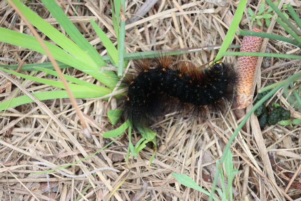 Apantesis incorrupta from Polk County, FL, USA on February 12, 2023 at ...