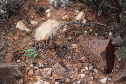 Tylecodon celatus · iNaturalist