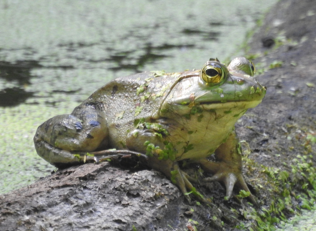 American Bullfrog from Westminster, London, ON, Canada on August 4 ...