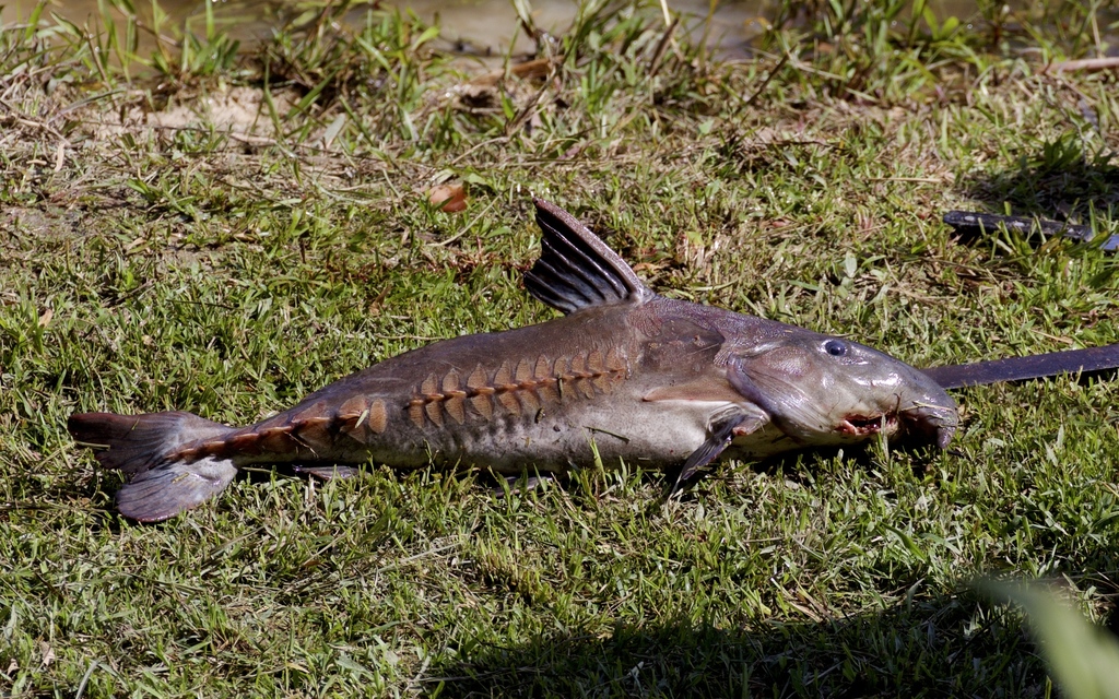 ripsaw catfish (Oxydoras niger) - Marine Life Identification
