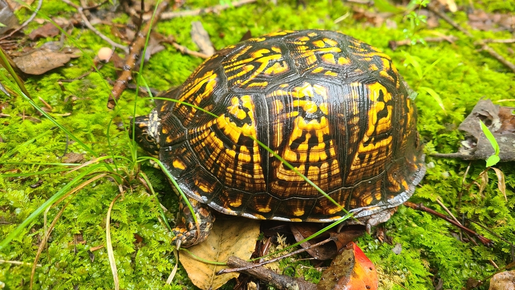 Common Box Turtle in August 2023 by Ingrid · iNaturalist