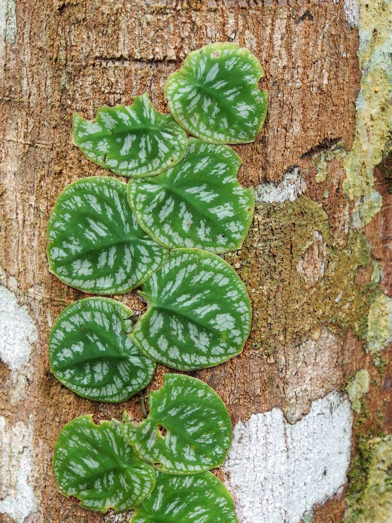 Monstera tuberculata from La Selva research station, Costa Rica on ...