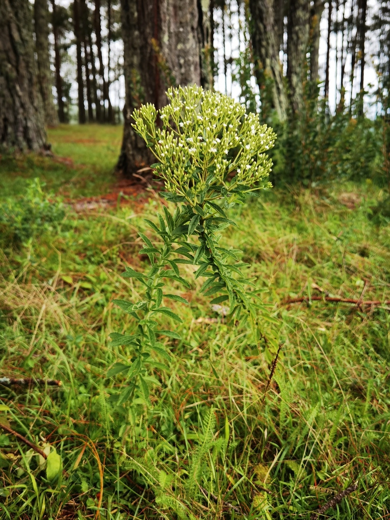 Sawtooth Candyleaf from Huitzilingo, 43730 Tepepa, Hgo., México on ...