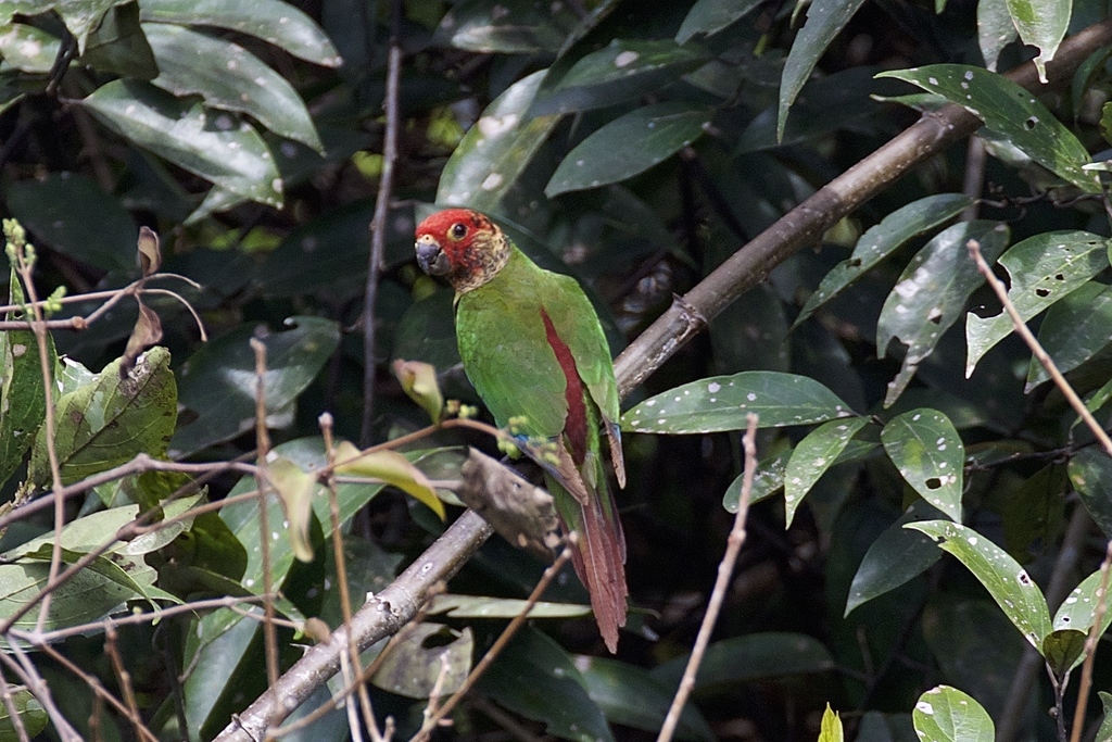 Rose-fronted Parakeet from Atalaia do Norte - State of Amazonas, 69650 ...