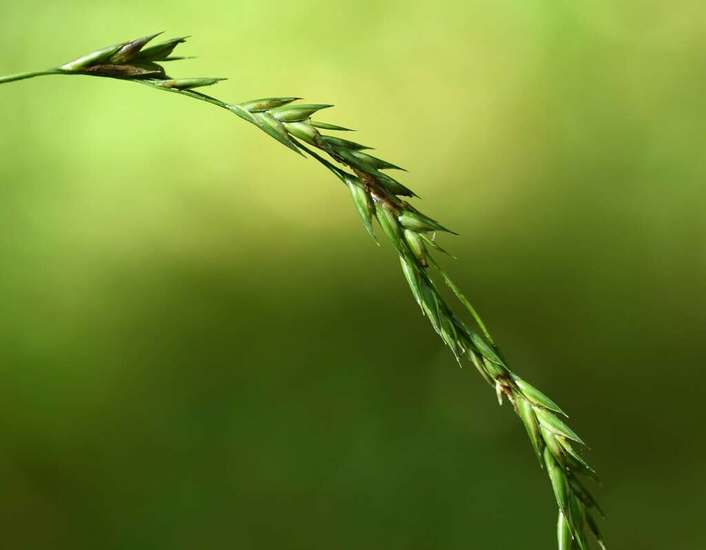 American beak grass from Washington County, AR, USA on August 6, 2023 ...