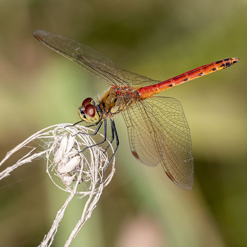 Sympétrum déprimé (Libellules et demoiselles de Belgique) · iNaturalist