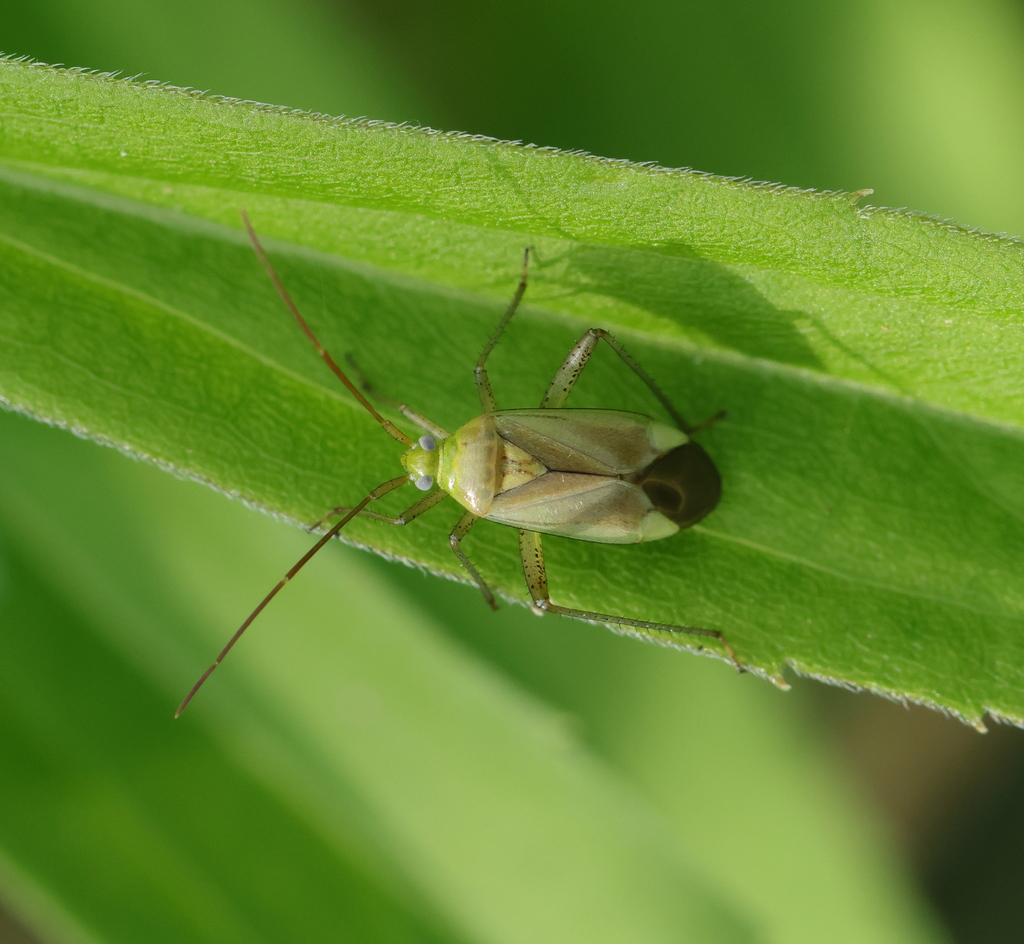 Alfalfa Plant Bug from Gonfreville-l'Orcher, France on August 06, 2023 ...