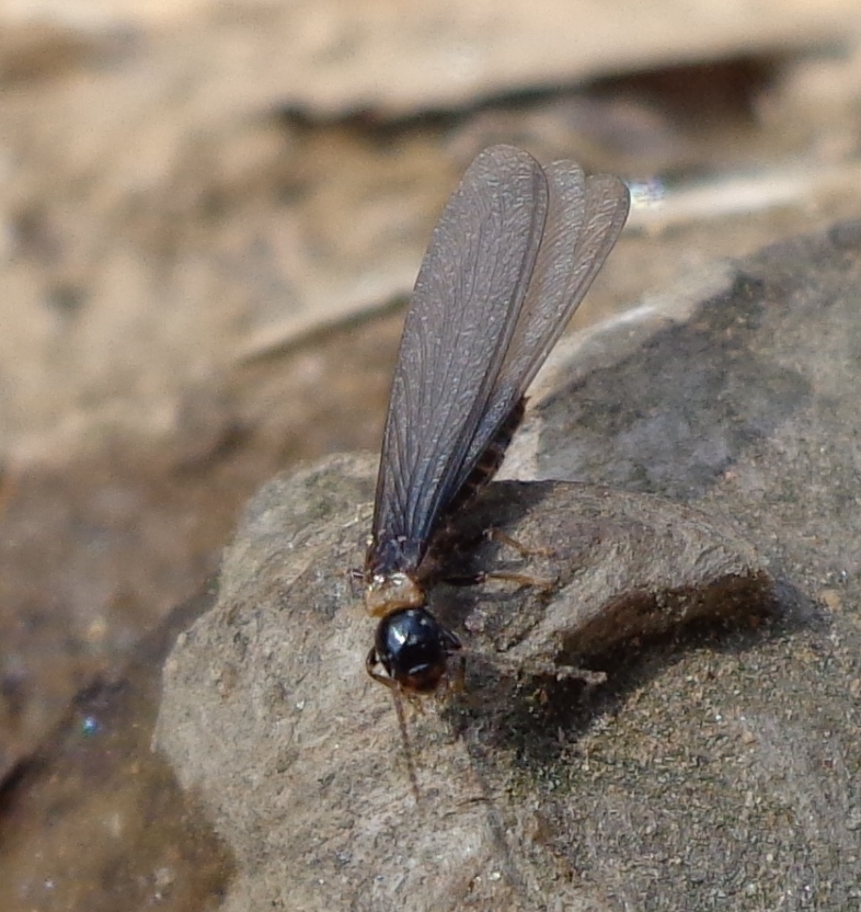 Japanese Termite from Bundang-dong, Bundang-gu, Seongnam-si, Gyeonggi ...