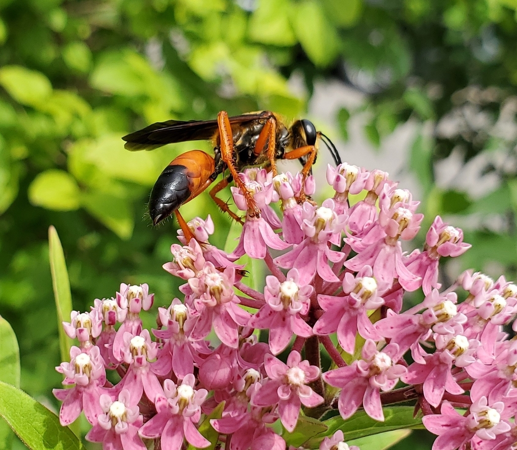 Great Golden Digger Wasp from Vaughan, ON L6A 4N5, Canada on August 6 ...
