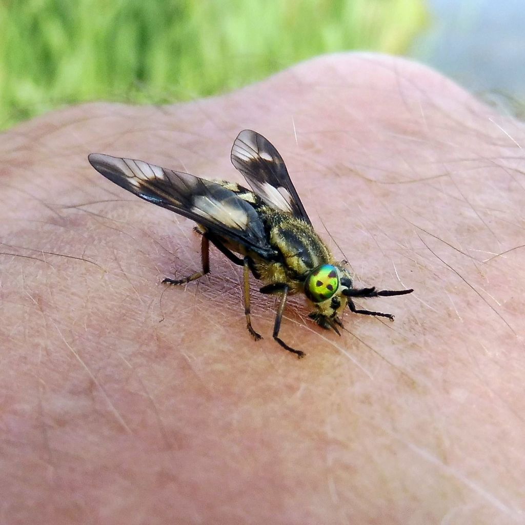 Twin-lobed Deer Fly from Western lake at Hammer Dyke, Five Oak Green on ...