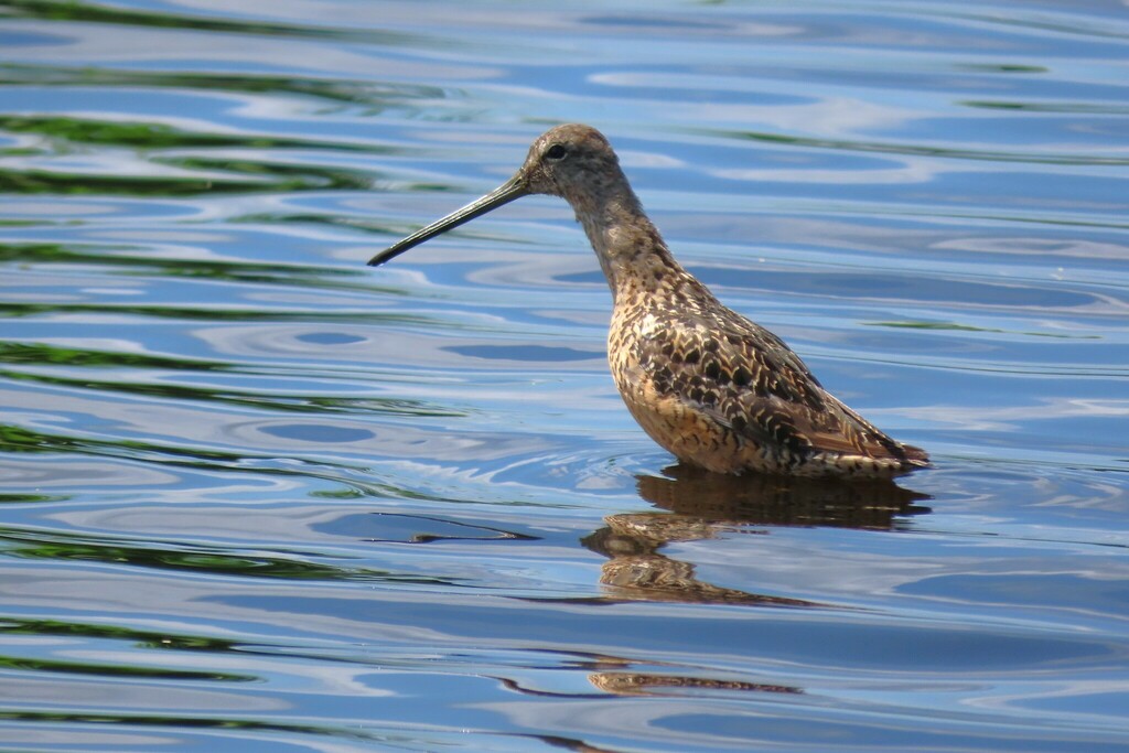 Long-billed Dowitcher from Browns Farm Road, FL, USA on August 6, 2023 ...