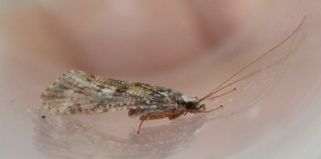 Hydropsyche from Haddington, East Lothian on August 5, 2023 at 08:01 AM ...