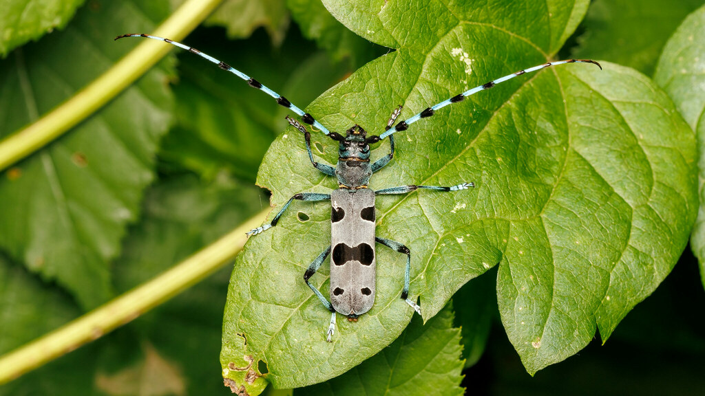 Alpine longhorn Rosalia from Mödling, Österreich on August 6, 2023 at ...