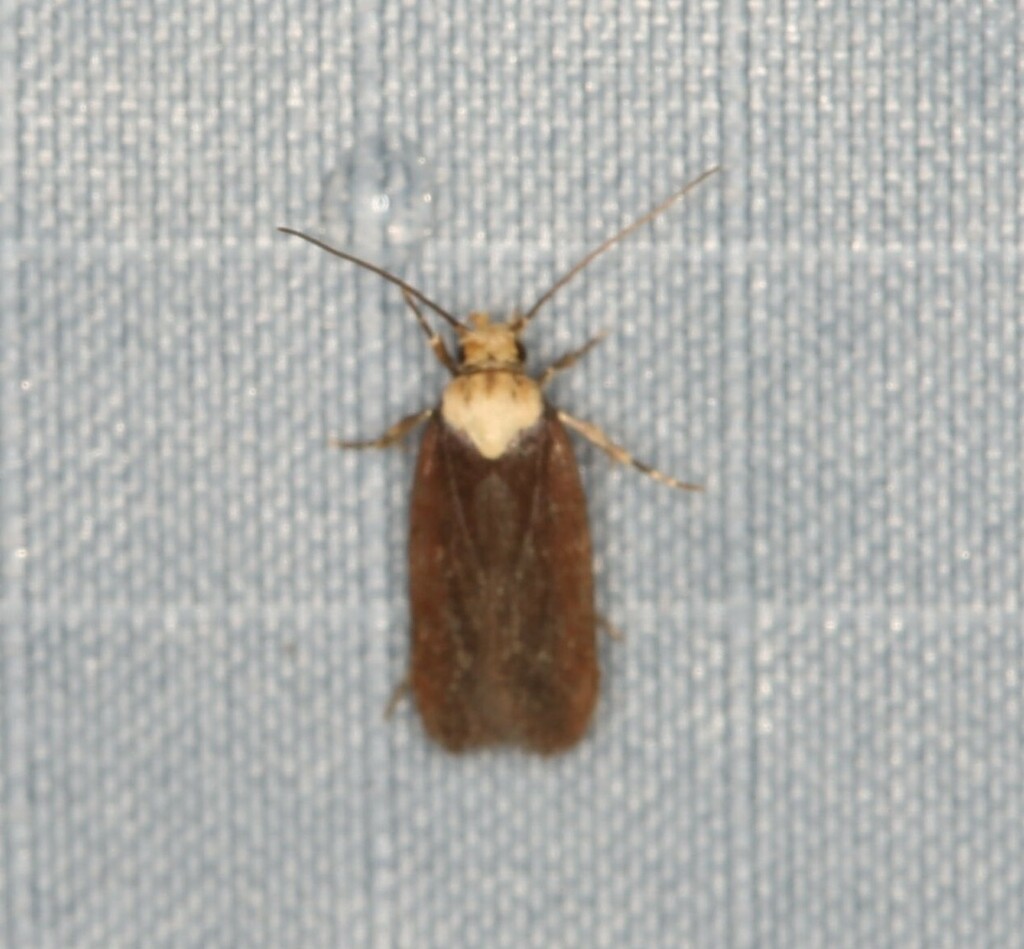 Purple Carrot-seed Moth from 25 2eme rang Maria Gaspésie--Îles-de-la ...