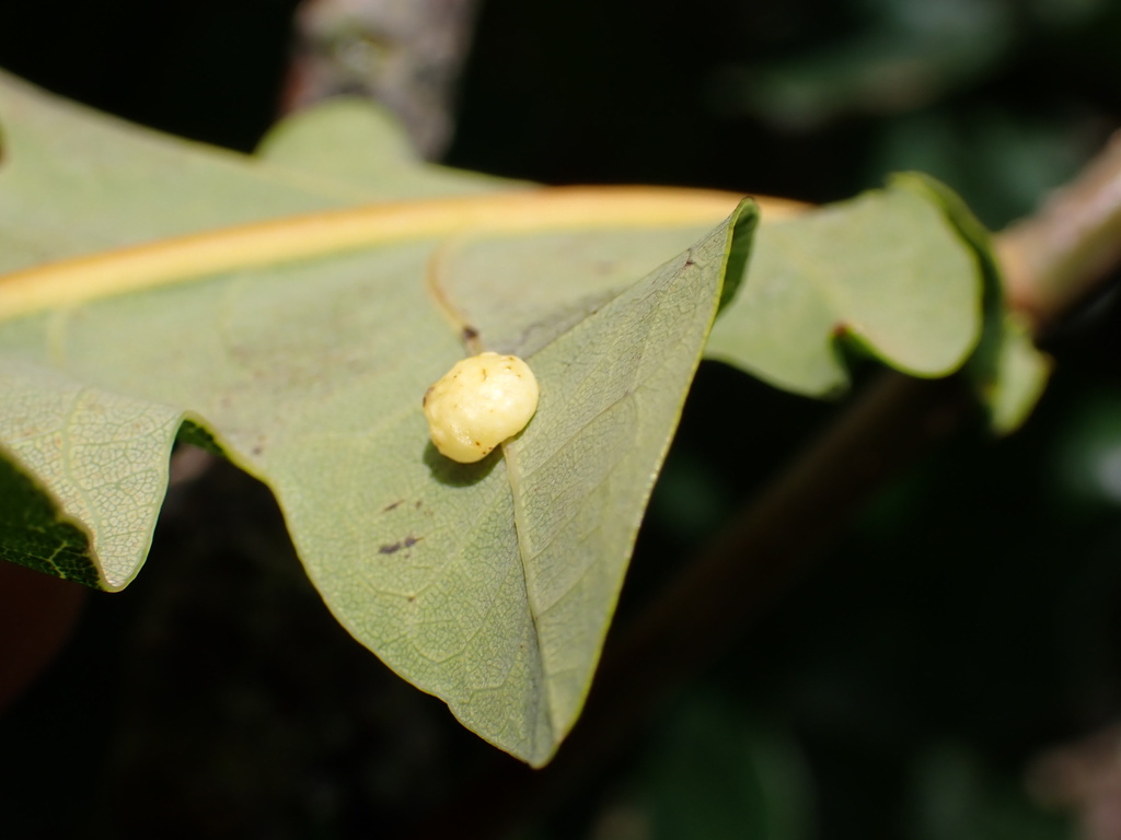 Cherry Gall Wasp from Dundee, UK on August 6, 2023 at 02:59 PM by Sarah ...