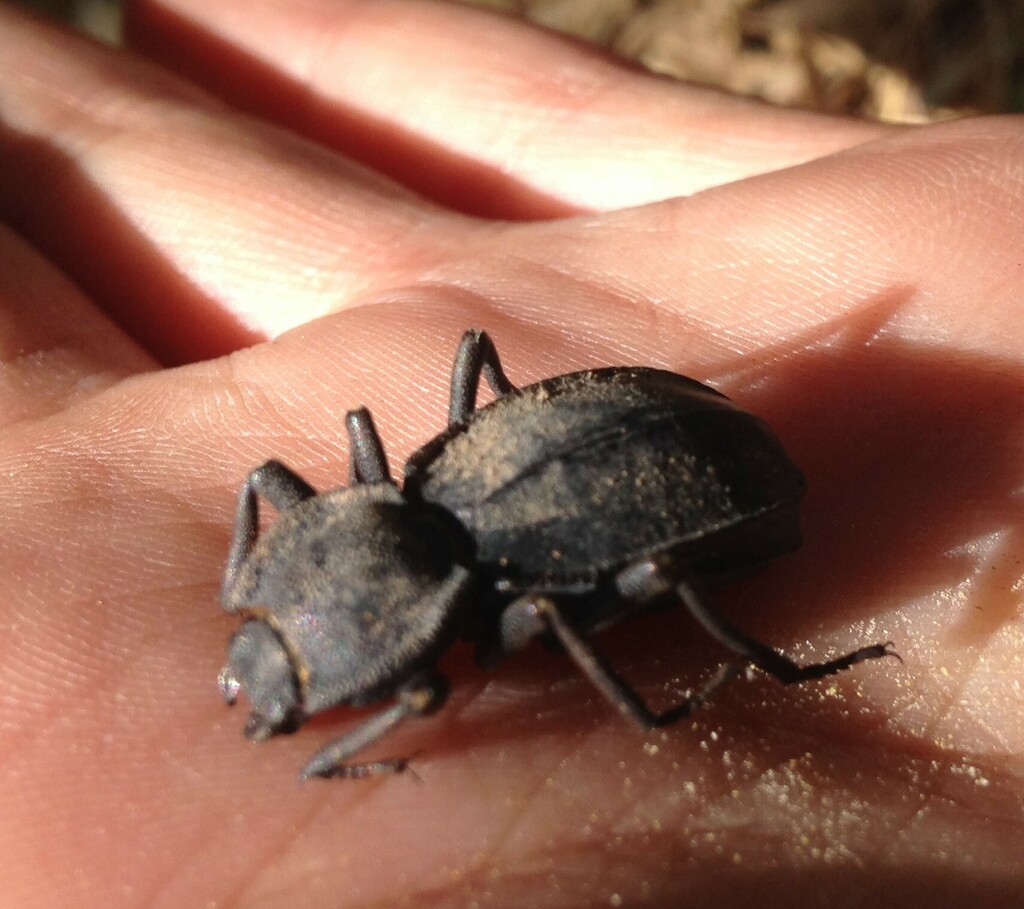 Stenomorpha confluens from Mexicali, B.C., México on October 31, 2019 at 10:38 AM by Louise ...