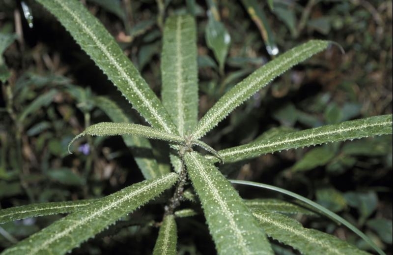 Laportea humblotii from Moramanga District, Madagascar by Alain ...