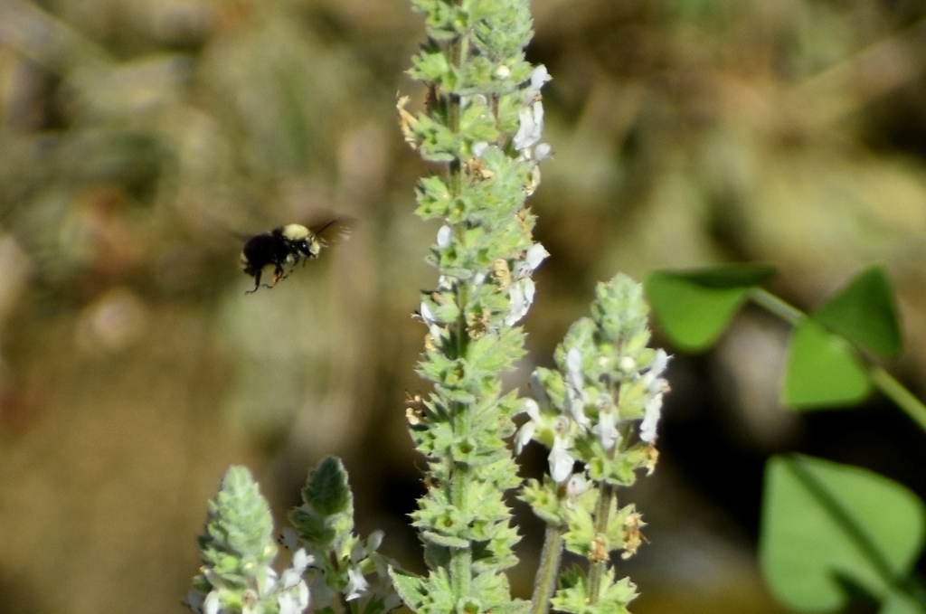 Yellow-faced Bumble Bee in August 2023 by Ken Mateik. Nectaring on ...