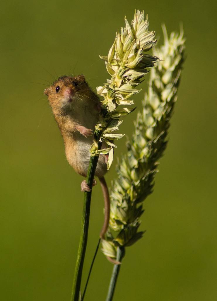 Primates, Rodents, and Allies (Euarchontoglires) - Know Your Mammals