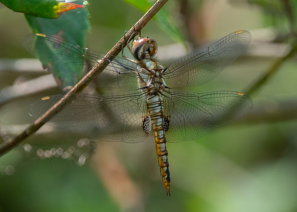 Spot-winged Glider from Prince William County, VA, USA on August 2 ...