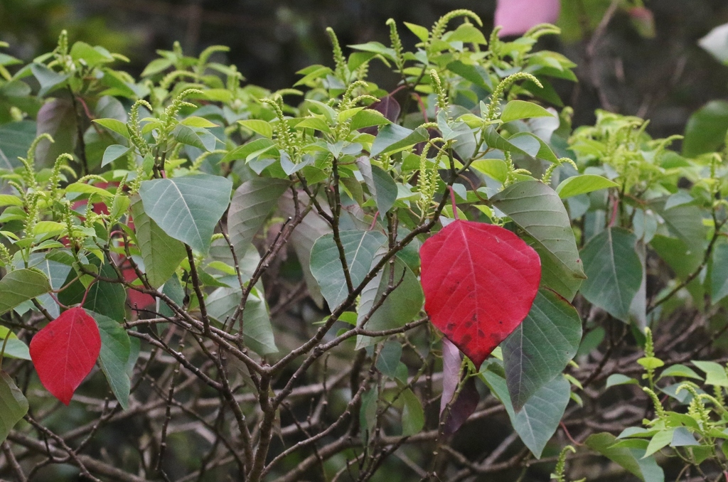 Bleeding Heart (Pitt Straat: Indringer Plante ) · iNaturalist