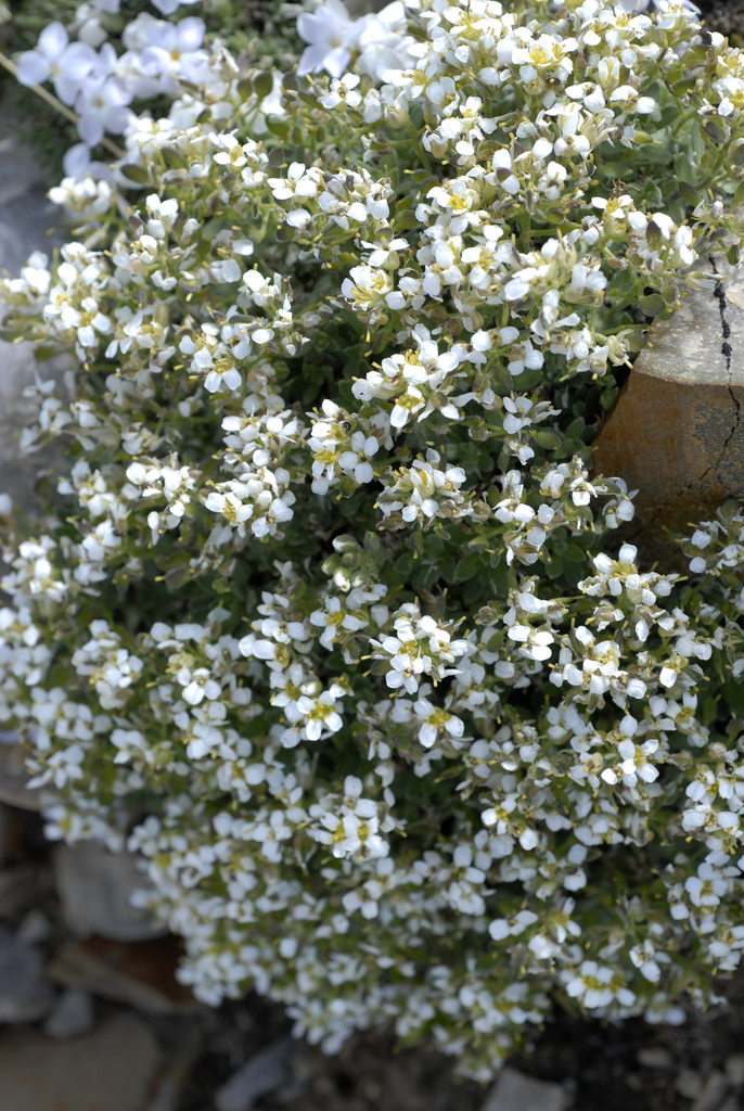 Schell Creek draba from White Pine County, NV, USA on July 3, 2006 at ...