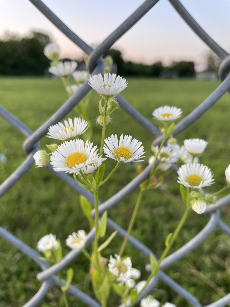 fleabanes and horseweeds from Jesus Island, Laval, QC, CA on August 5 ...