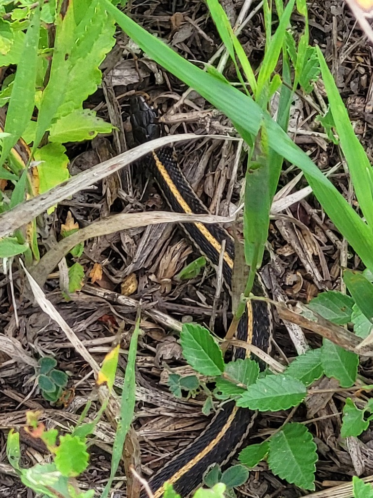 Plains Garter Snake from Chippewa County, MN, USA on August 6, 2023 at ...